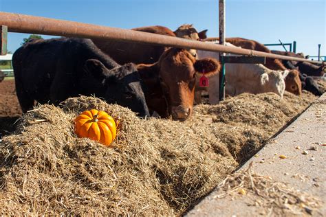 Ruminant Nutrition Oklahoma State University