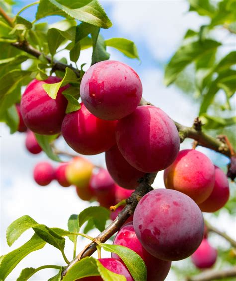 Ruby Sweet Japanese Plum Bower And Branch