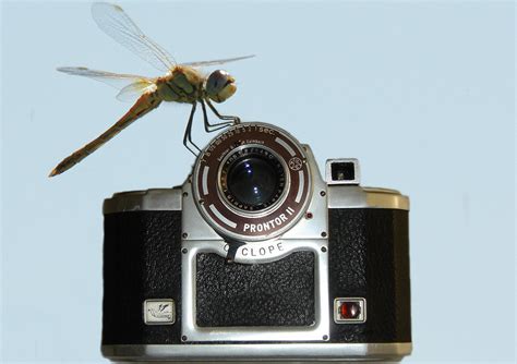 Libelllule Pascal Flickr