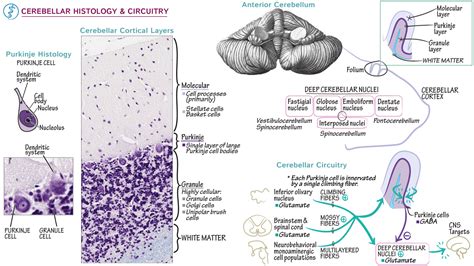 Discover 34 Histology Cerebellum And Histology Slides Ideas White Matter Cerebral Cortex
