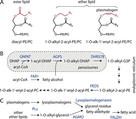 Unequivocal Mapping Of Molecular Ether Lipid Species By Lcmsms In
