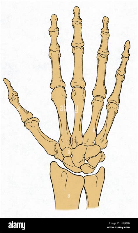 Unlabeled Hand