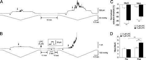 Lpc Effect On Mscs And Mscl A Mscs And Mscl Activation Thresholds