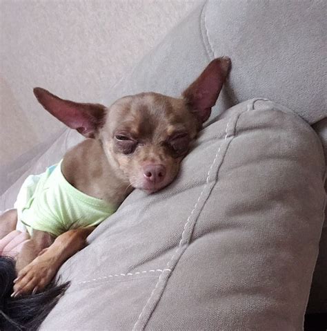 ტოი ტერიერი