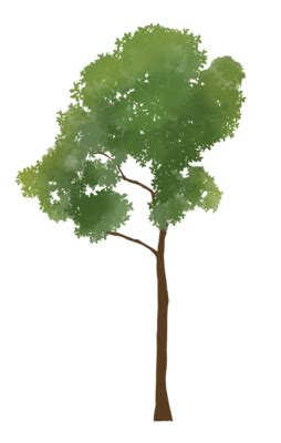 Tree Draw PNGs For Free Download Tree Draw PNGs For Free Download