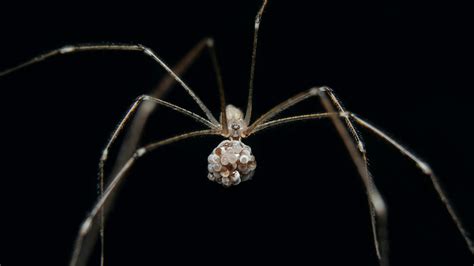 Spiders In Brisbane