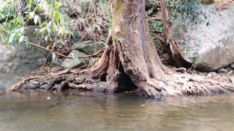 Tree River Roots Free Photo On Pixabay Pixabay