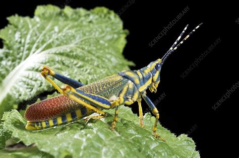 Ak Grasshopper Stock Image C006 9915 Science Photo Library