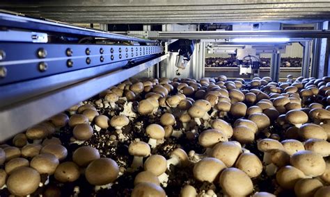 Two Ontario Farms To Test Automated Mushroom Harvesting System Farmtario