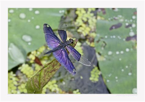 곤충사진 나비잠자리