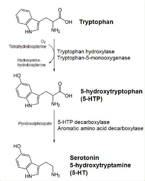 Biosynthesis Of Serotonin 5 Ht Tryptophan Is Converted Into Download Scientific Diagram