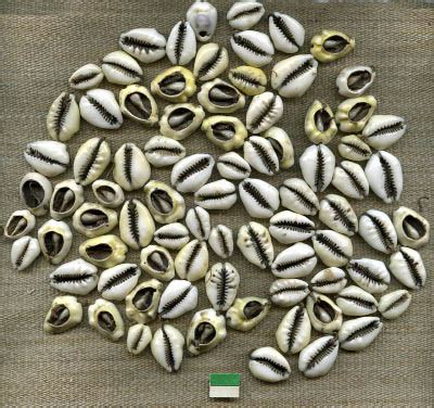 Раковины каури