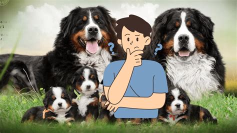 Donde Comprar Un Bernes De La Montaña En Colombia