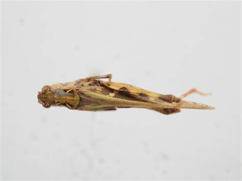 黑条小车蝗 Oedaleus decorus 物种库 国家动物标本资源库