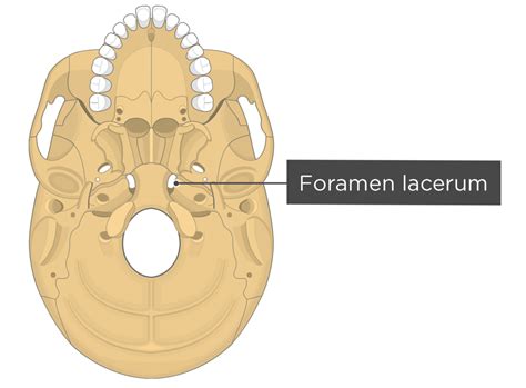 The Skull Bones Anatomy Inferior View Getbodysmart