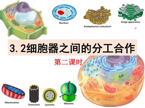 3 2细胞器之间的分工合作第2课时课件 共20张ppt 2023 2024学年高一上学期生物人教版必修1 21世纪教育网