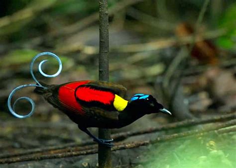 26 Of The Most Colorful Birds On The Planet And Where To Find Them