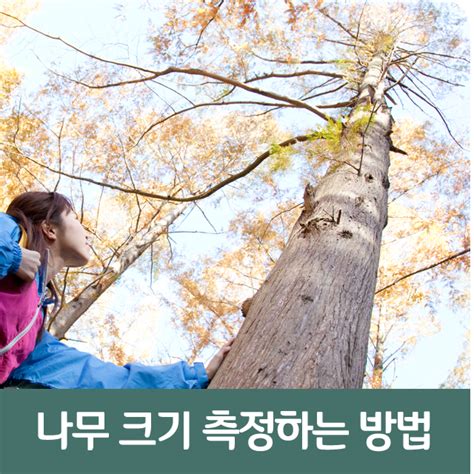나무 크기 측정 방법 나무 두께와 높이 재는법 네이버 블로그