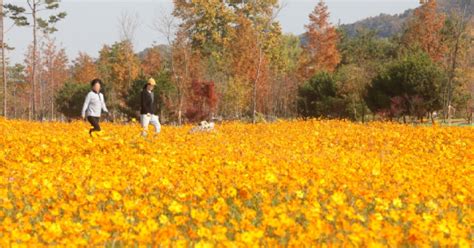 [포토] 황화코스모스