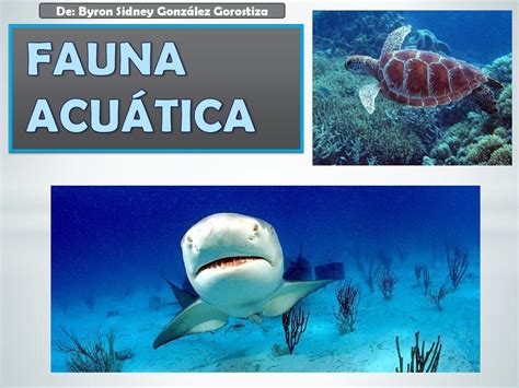 Explorando La Diversidad Acuática La Icnofauna Del Río Kashkadarya