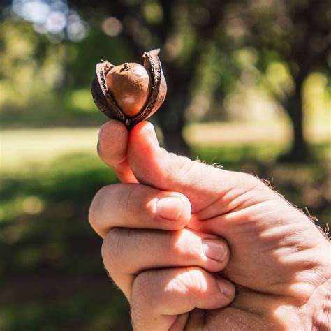 Membership Program — Hawaii Macadamia Nut Association