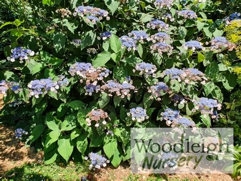 Hydrangea Longipes Woodleigh Nursery
