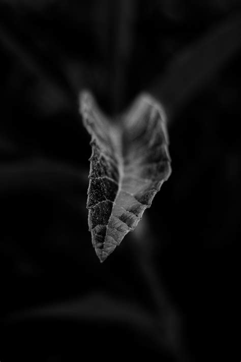 Just A Sexy Plant Rpics