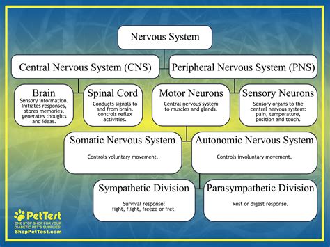 Central Nervous System And Peripheral Nervous System