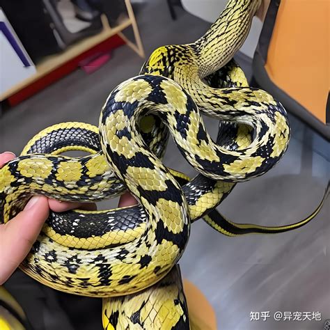 国产无毒蛇品种大全 知乎