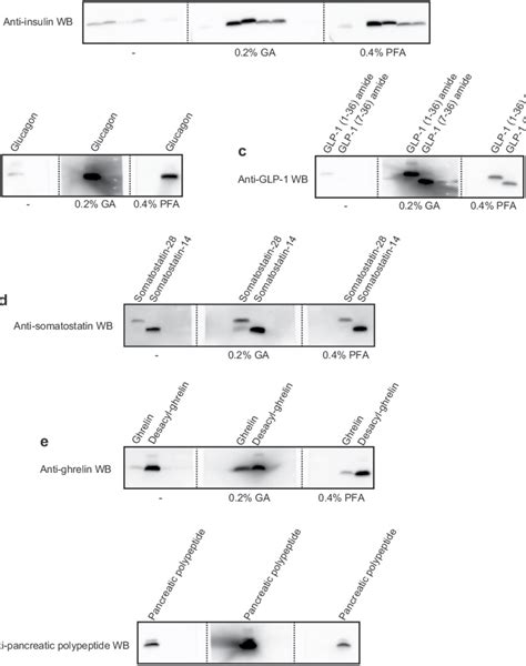 Application For Insulin Analogs And Other Peptide Hormones Involved In Download Scientific