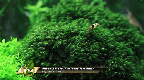 Phoenix Moss - Fissidens fontanus - YouTube