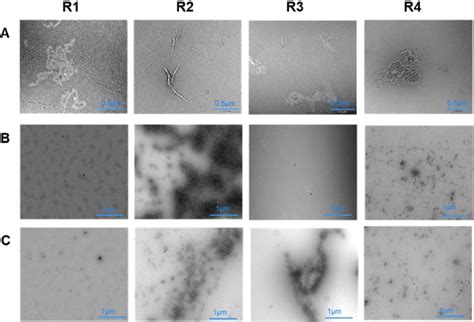 Negative Stain Tem Images Confirm The Influence Of Cu 2 On The