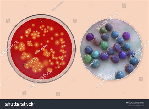 Bacteria Staphylococcus Aureus Colonies On Sheep Stock Illustration