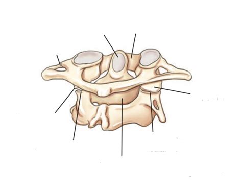 Cervical Spine C1 And C2 Quiz