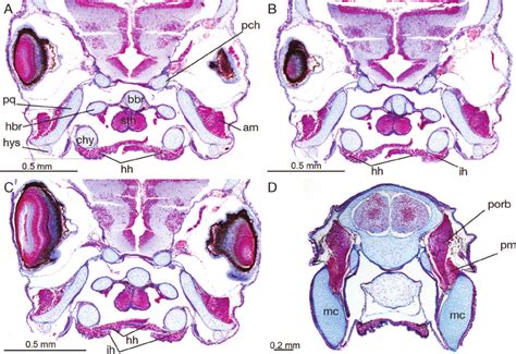 Histological Sections Of 215 Mm Sl Lepisosteus Osseus A B C