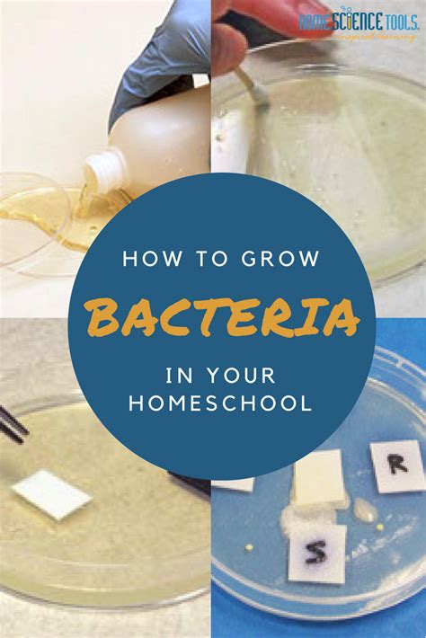 How To Grow Bacteria 5 Experiments To Grow Test Bacteria Artofit
