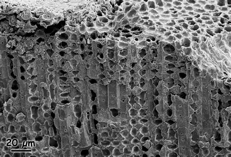 Smithsonian Tropical Research Institute Digital File Manager