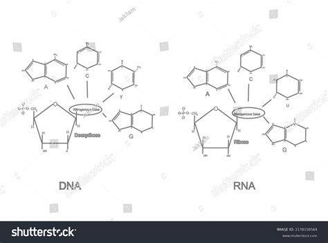 Deoxyribonucleotide Vs Ribonucleotide