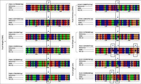 Multiple Sequence Alignment Of Amplified Primers Sequences Used For