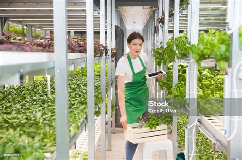 농업 기술 온실 식물 행복한 여성 농부는 수경 재배 온실에서 자라는 녹색 상추 식물에서 주문을 수집합니다 농업 기술에 대한 스톡 사진 및 기타 이미지 Istock