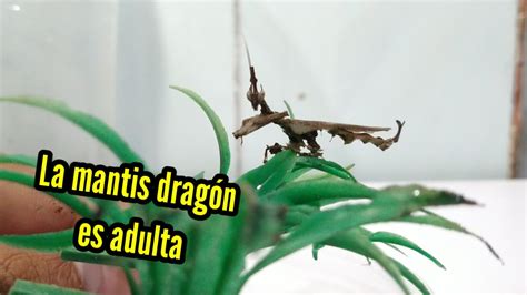 La Mantis Dragón 🐲 Stenophylla Lobivertex Ya Es Adulta Youtube