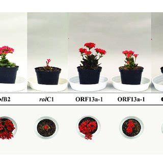 Phenotype Of Transgenic Lines A Frontal And B Top View Of
