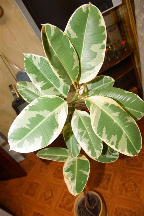 Фикус с большими листьями 62 фото