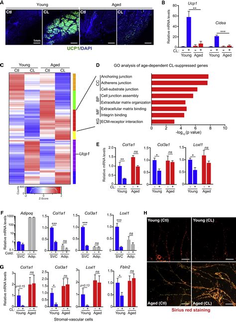 A Prdm16 Driven Metabolic Signal From Adipocytes Regulates Precursor