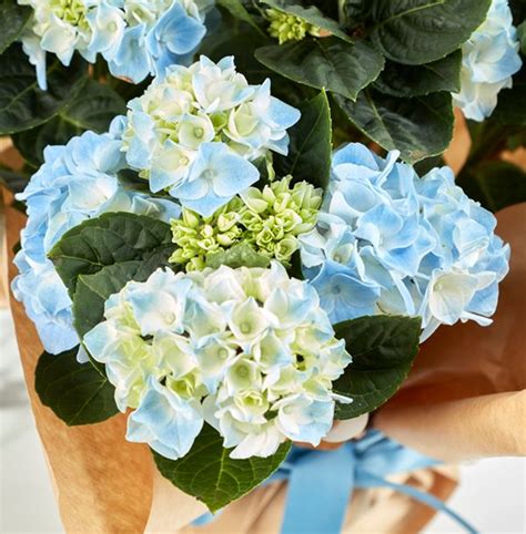 T Wrapped Hydrangea Funky Pigeon