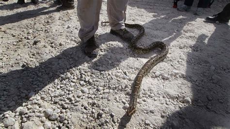 Python Kills Security Guard Near Bali Luxury Hotel