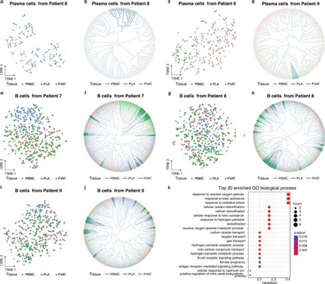 Single Cell Spatial Transcriptomics Of Tertiary Lymphoid Organ Like