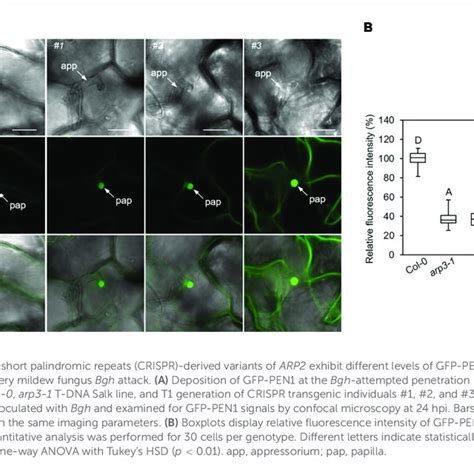 Germline And Somatic Mutations Detected In T1 Transgenic Plants A Download Scientific