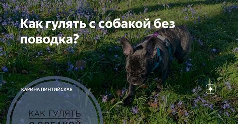 Как гулять с собакой без поводка Карина Пинтийская Дзен