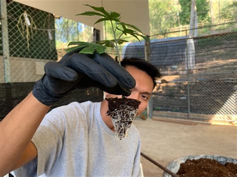 Roots Are The Foundation Of Plants We Have Got 3 Time Of Cloning From